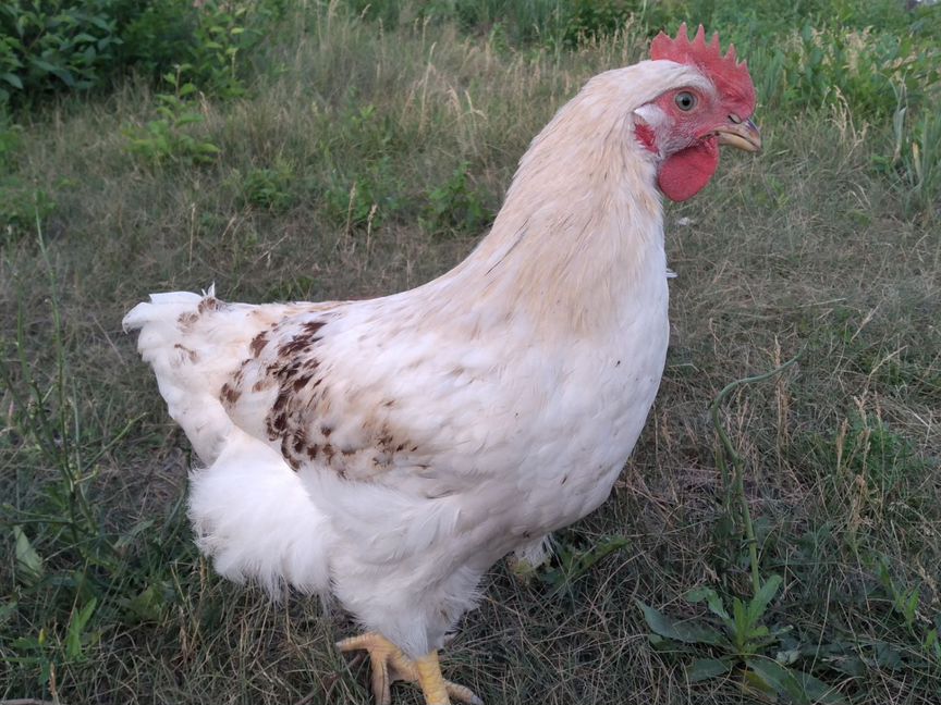 Петухи. Браун Ник