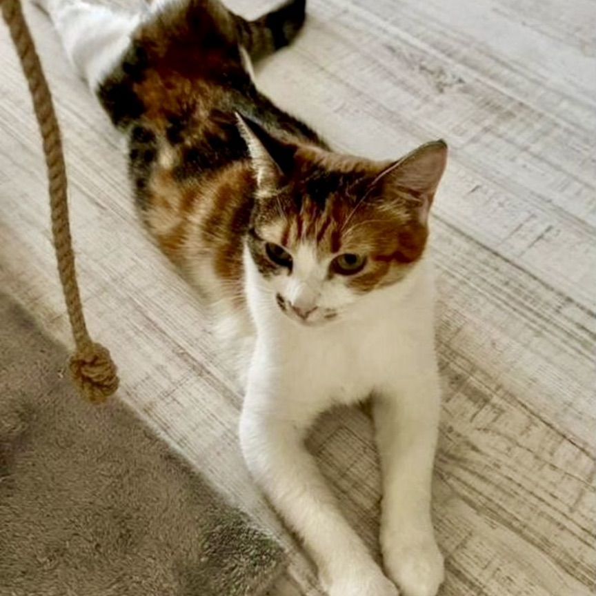 Кошки в добрые руки