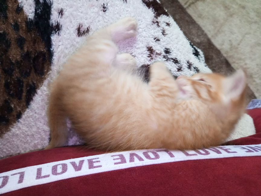 Котик