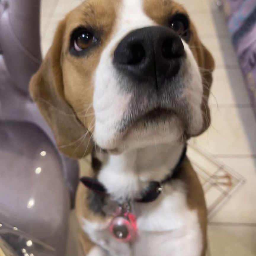 Бигль вязка