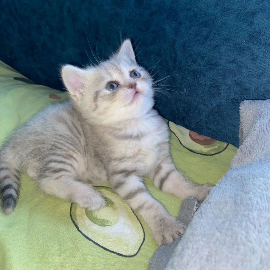 Шотландская прямоухая