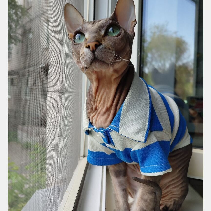 Сфинкс