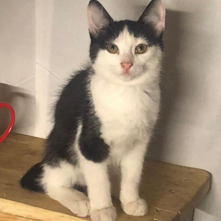 Котята 3-5месяцев