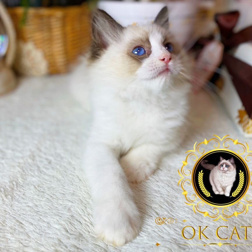 Котенок рэгдолл в любимцы/разведение шоу