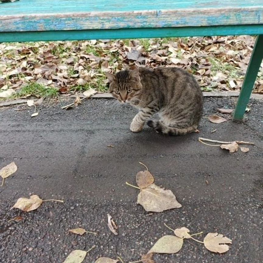 Котик ждёт людей
