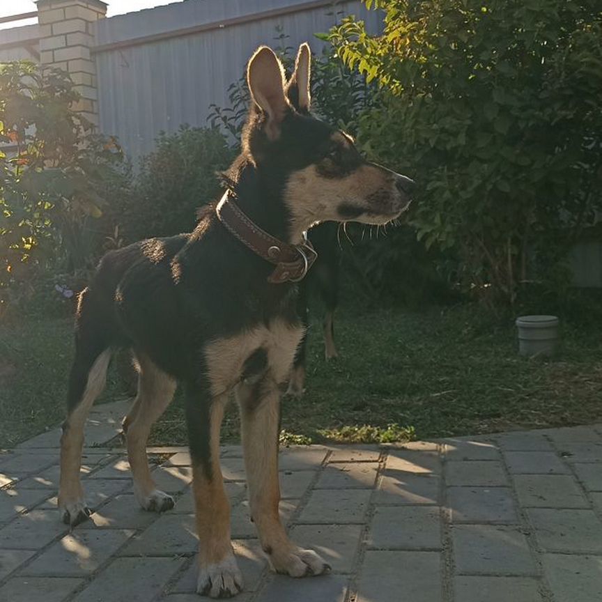 Щенятки в добрые руки