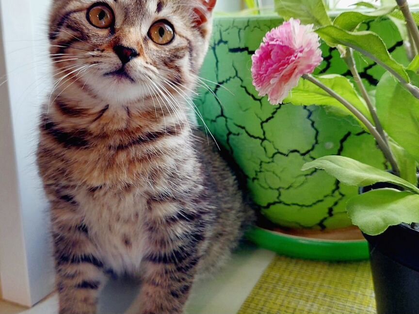 Котенку грозит эвтаназия