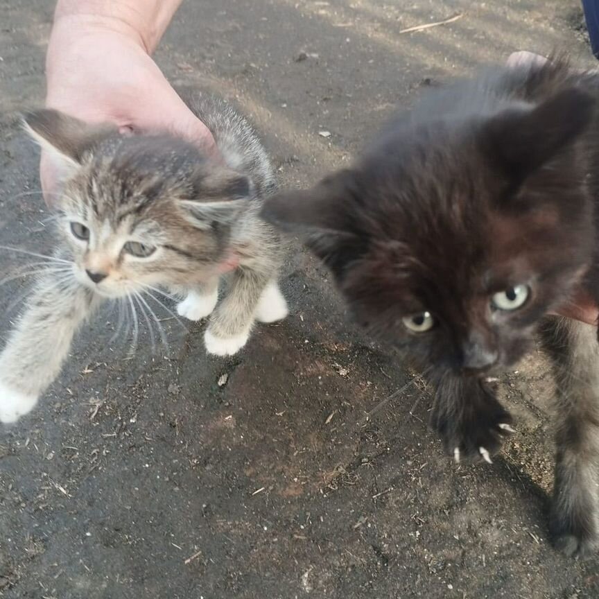 Котёнок в добрые руки