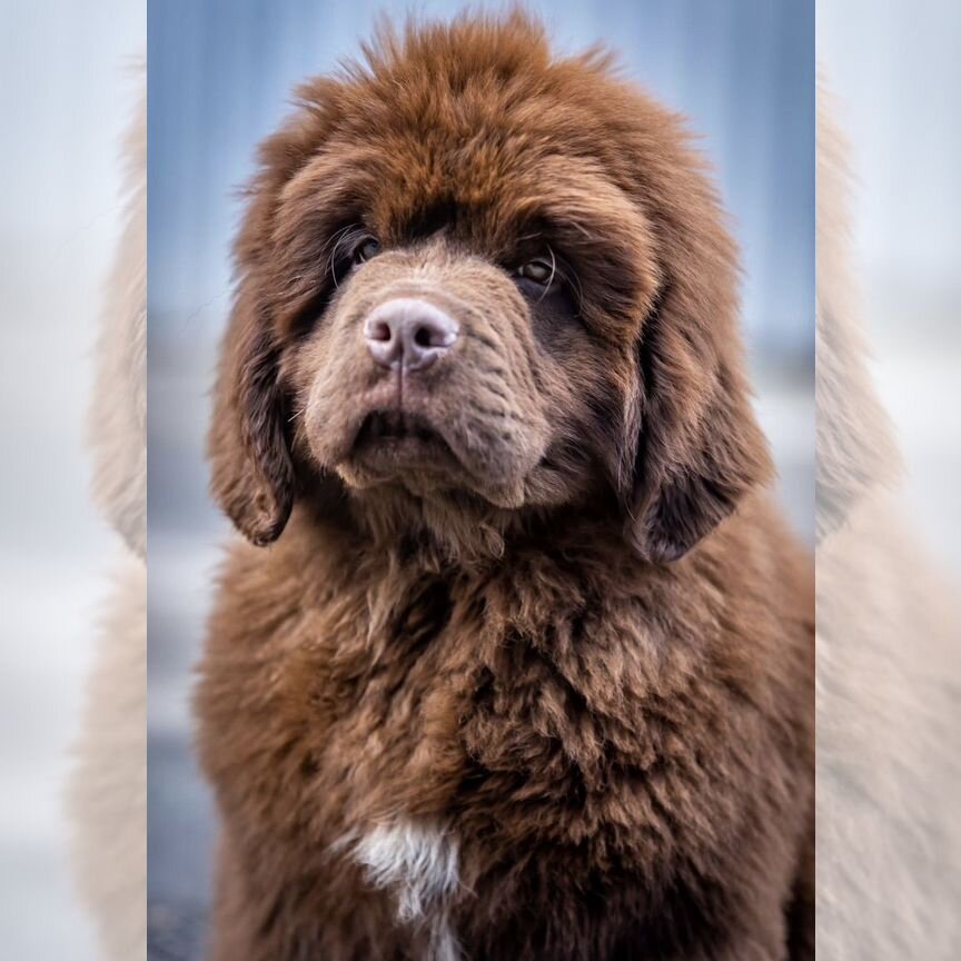 Ньюфаундленд, щенок