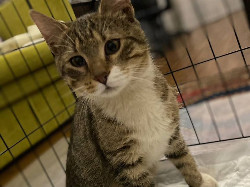 Котик молодой Малыш