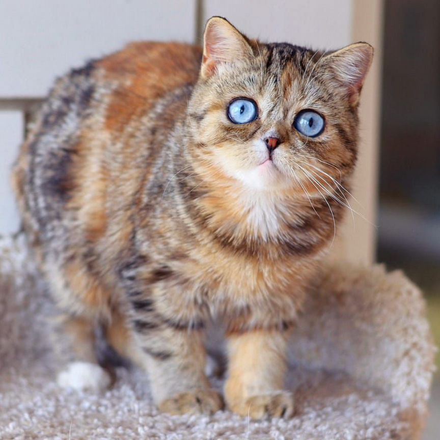 Синеглазая девочка с дгг геном