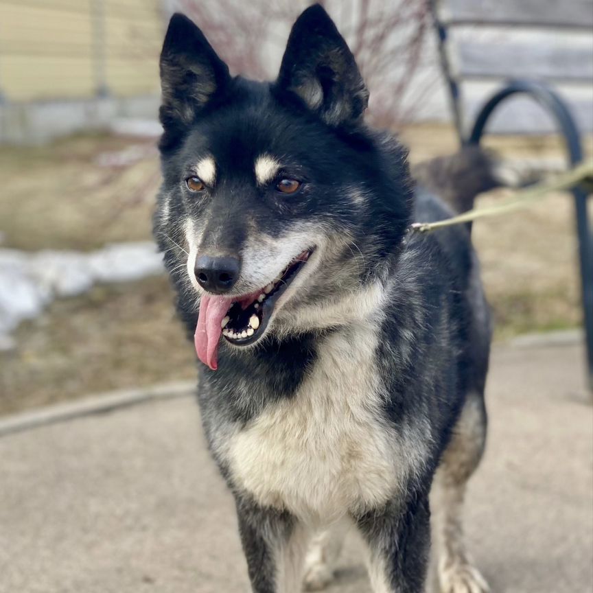 Взрослая собака в добрые руки