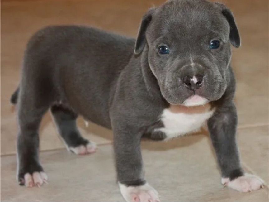 Стаффордширский терьер щенки от питомника