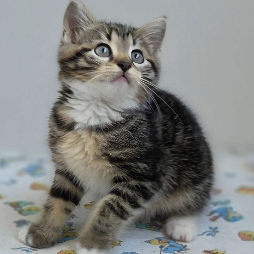 Котёнок в добрые руки