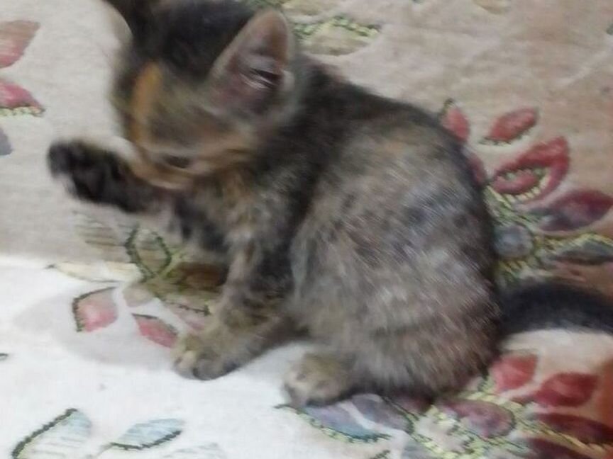 Кошечка - мышелов в добрые руки