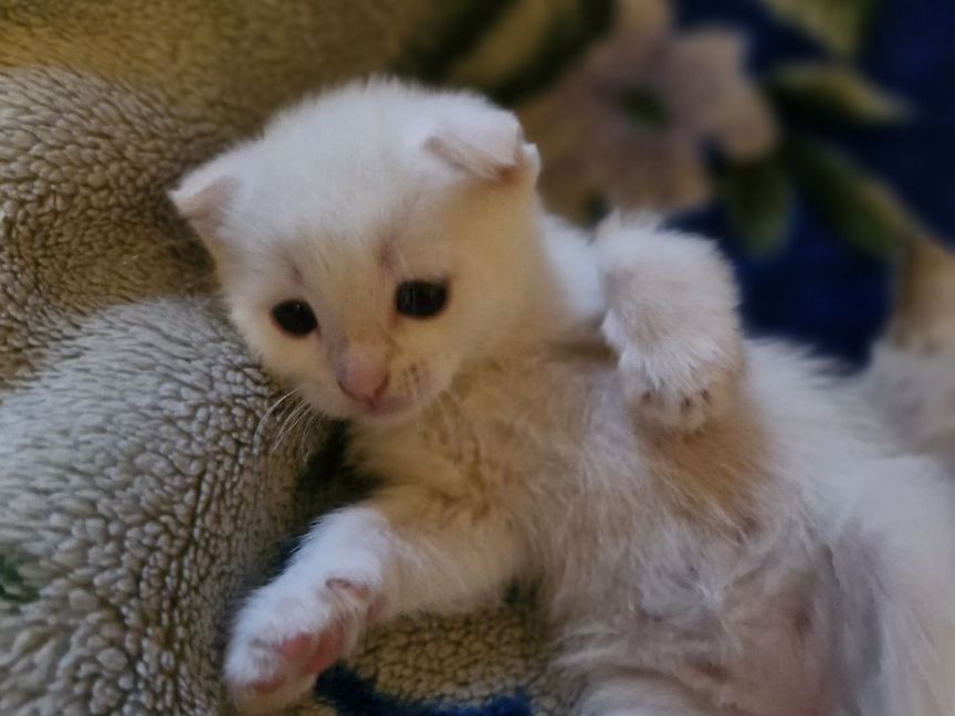 Шотландский вислоухий кот скотиш фолд