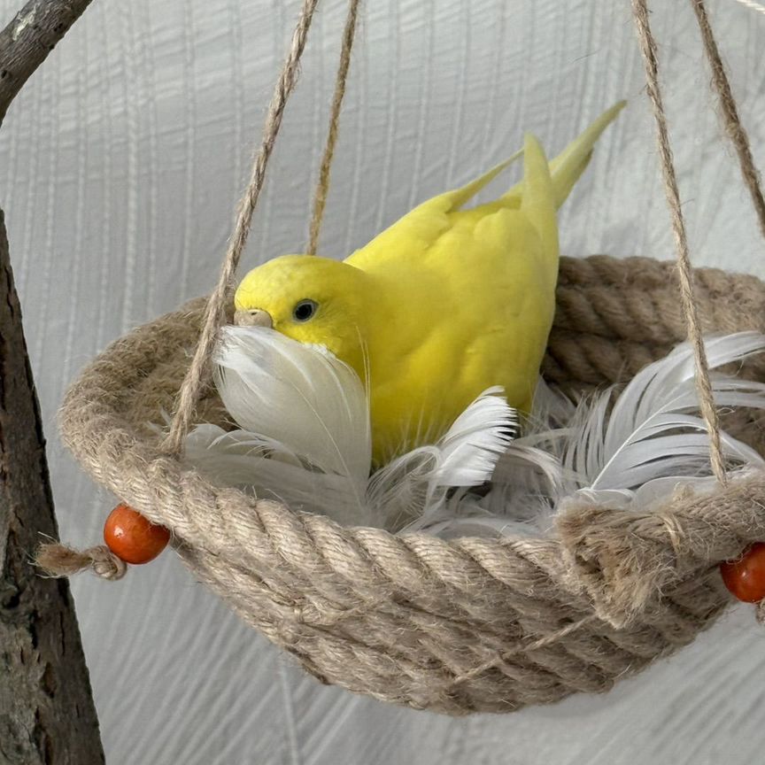 Волнистый попугай с клеткой