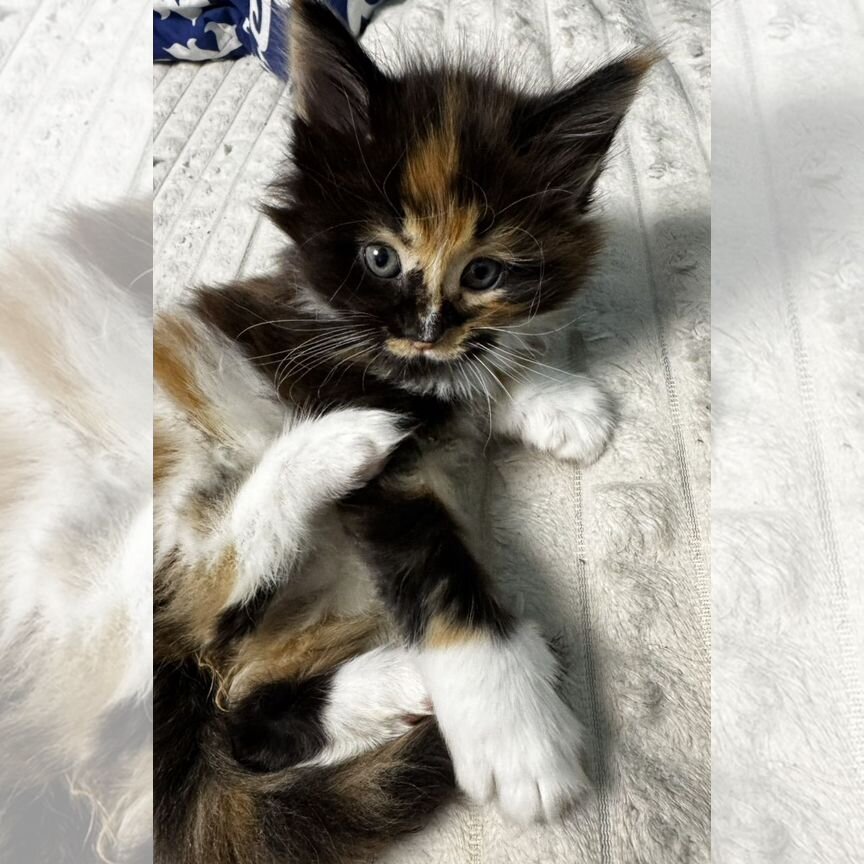 Мейн-кун котёнок