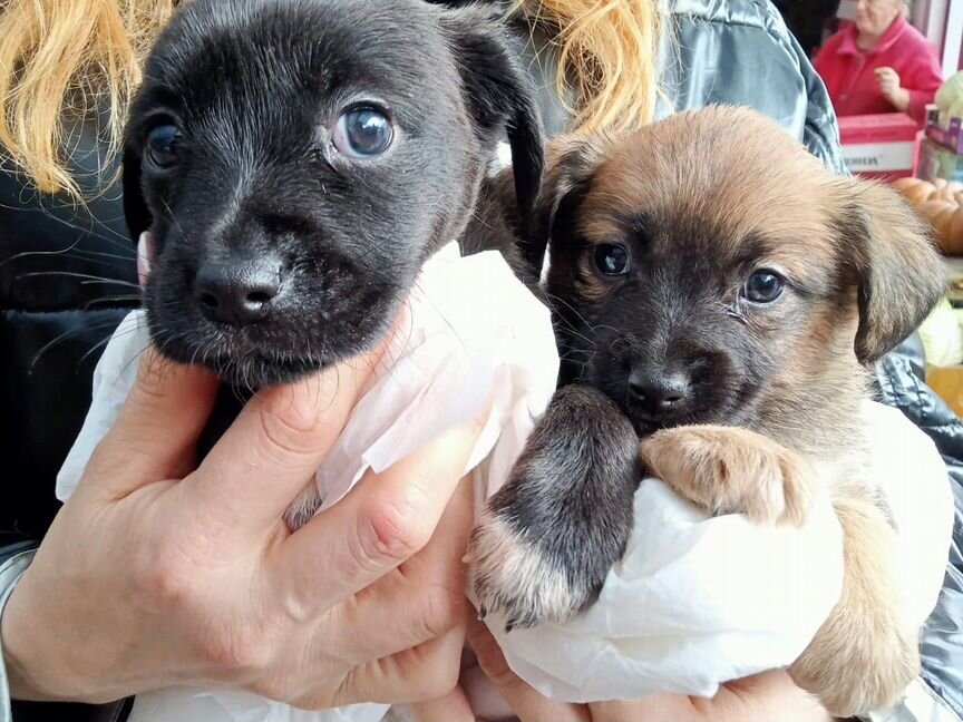 Новогодние лапочки-щеночки на счастье