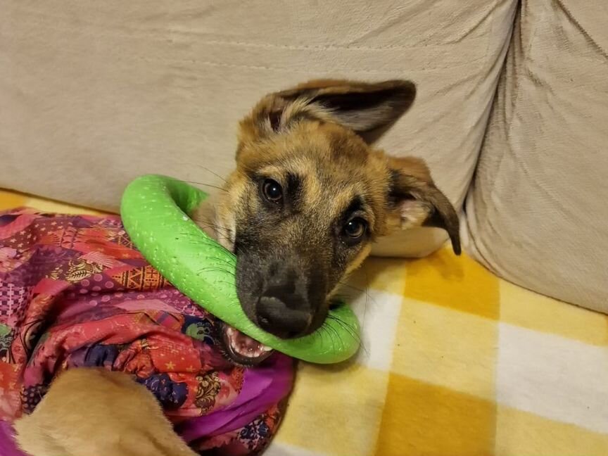 Клёвый щенок в добрые руки