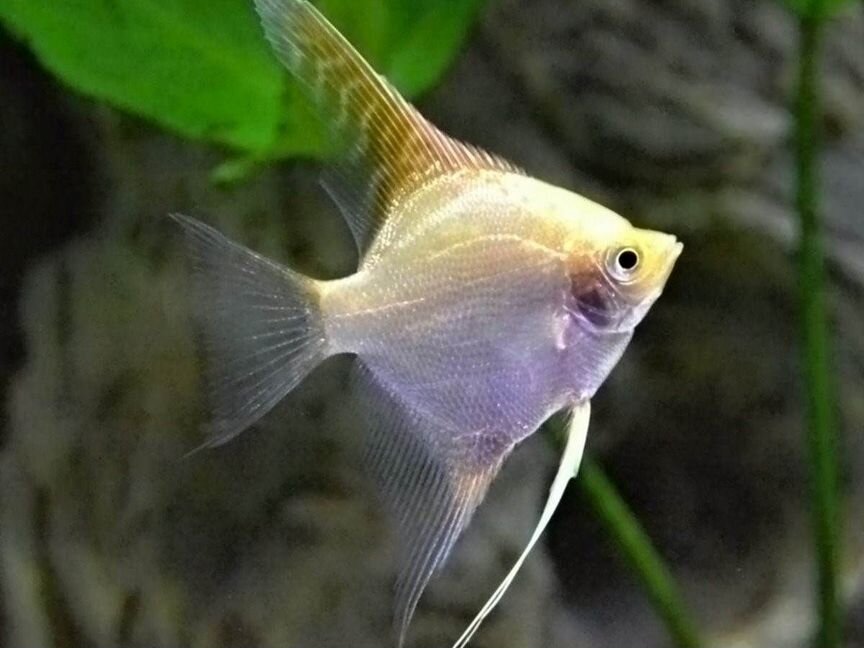 Рыбки скалярии