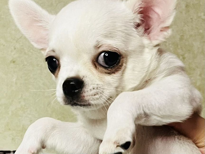 Чихуахуа РКФ от чемпиона(ючр)