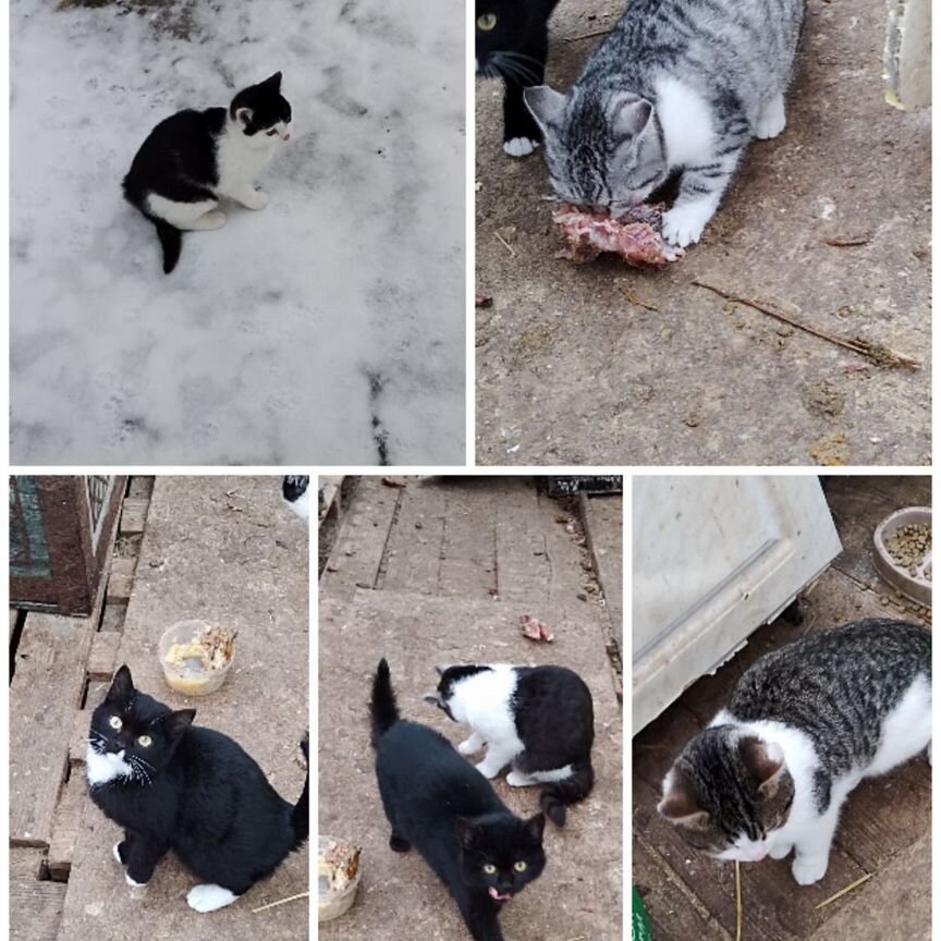 Котята 4 месяца