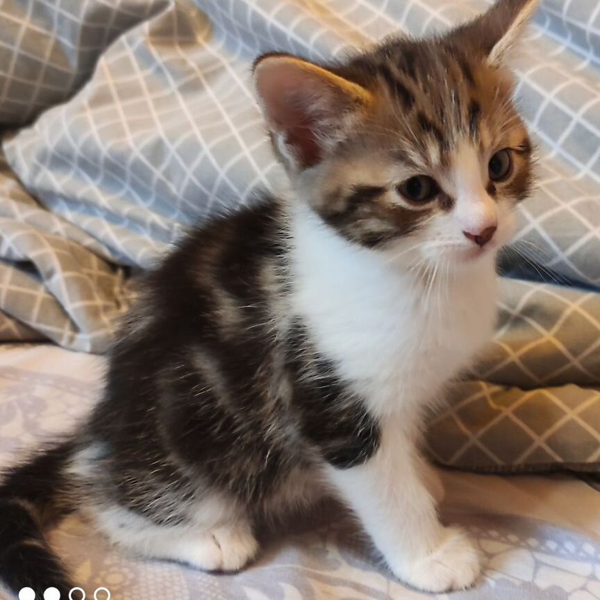 Котята отдам в добрые руки бесплатно