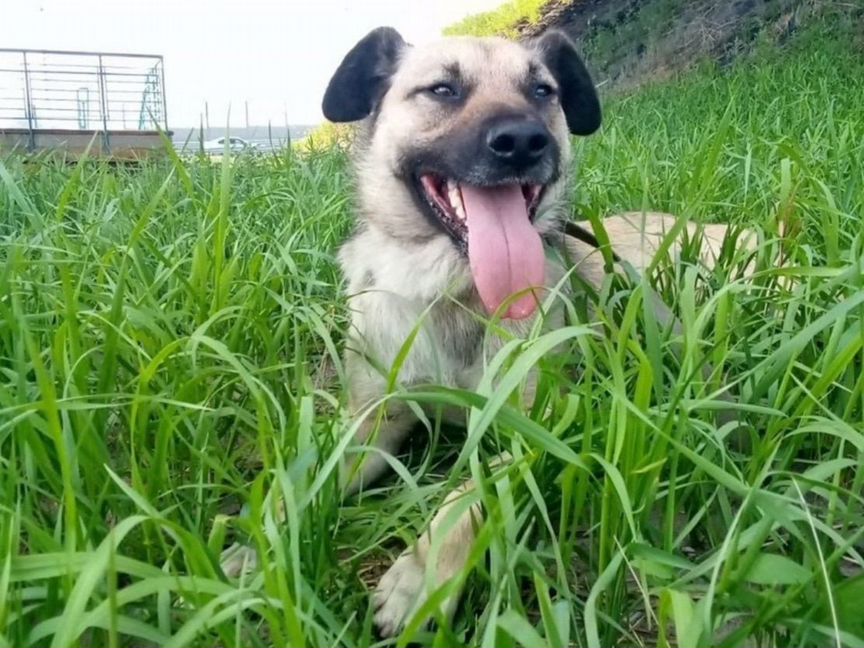 Собака в добрые руки