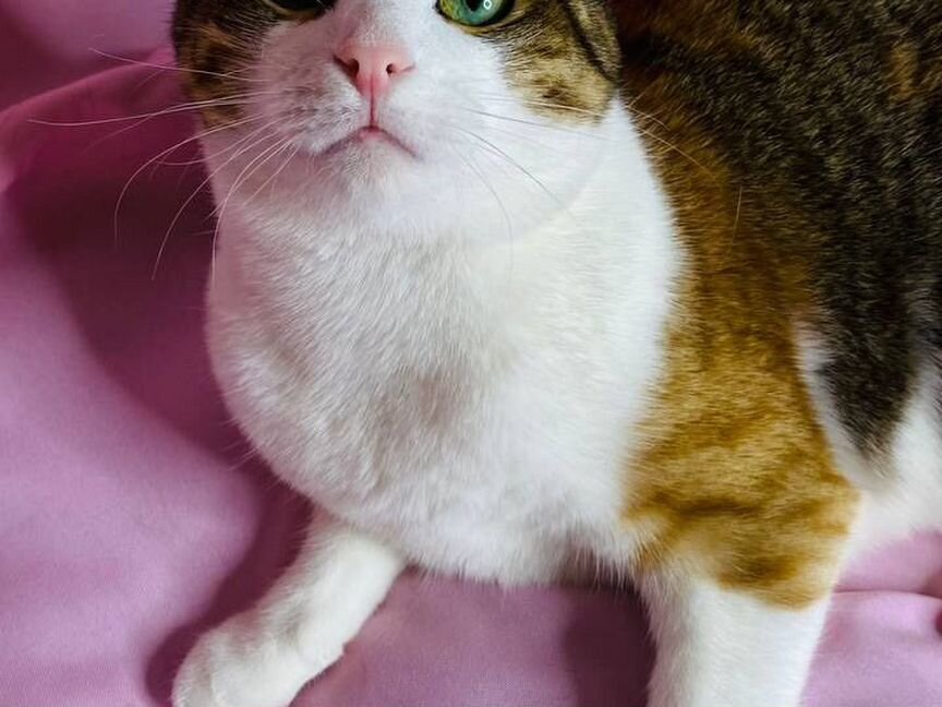 Трехцветная кошечка ищет дом
