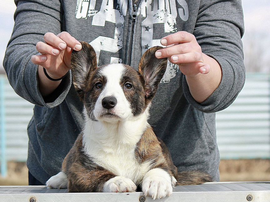 Вельш корги кардиган