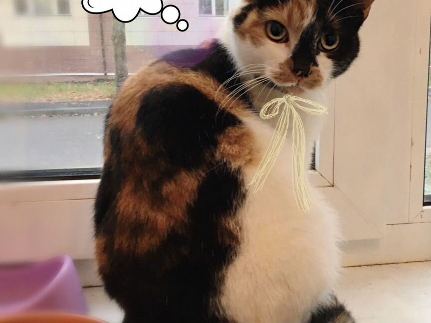 Кошка ищет дом