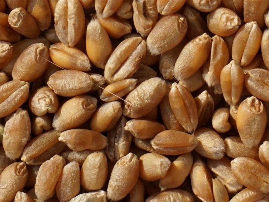 Зерно пшеница