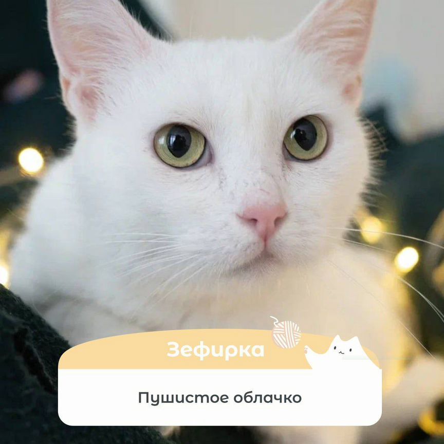 Кошка Белая в дар