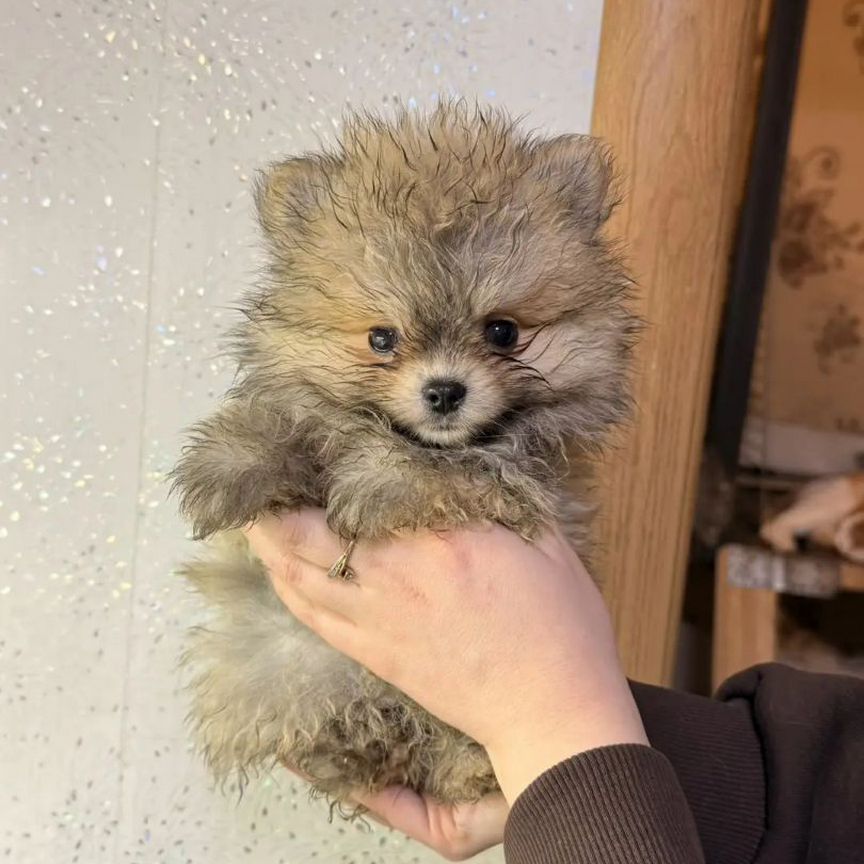 Померанский шпиц, щенок