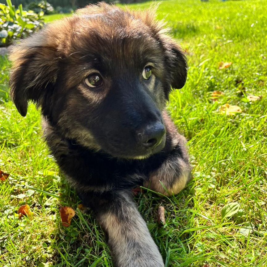 Щенок в добрые руки отдам бесплатно