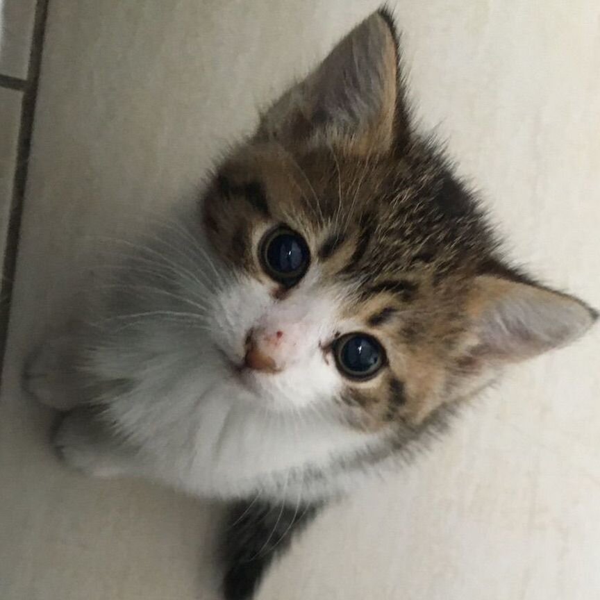 Котенок в добрые руки