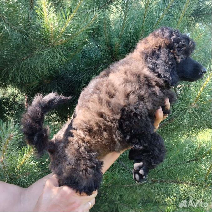 Миниатюрный пудель окраса соболь