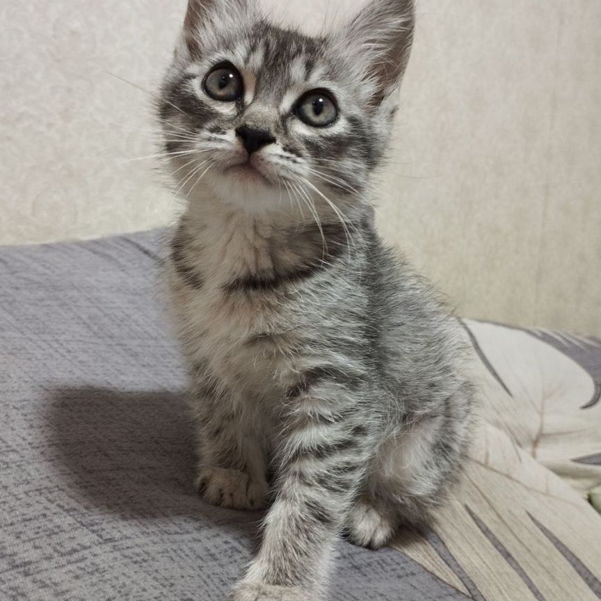 Котенок в добрые руки