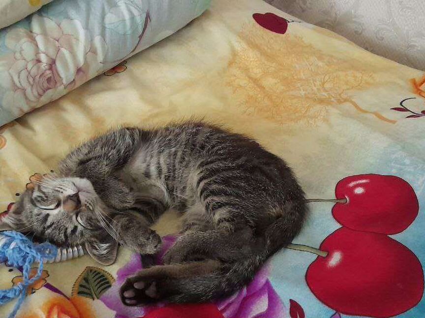 Отдам котенка в добрые руки