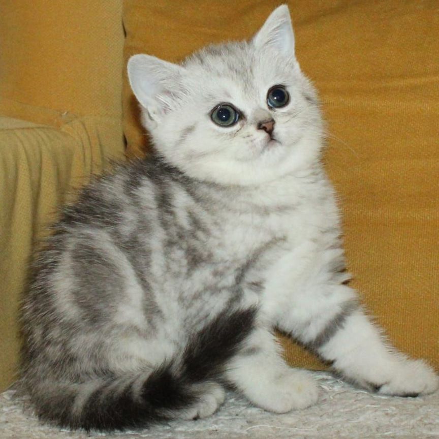 Британский мальчик