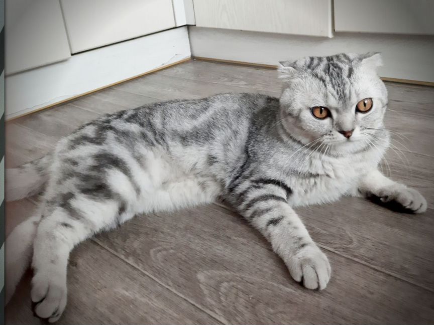 Кот ищет подружку