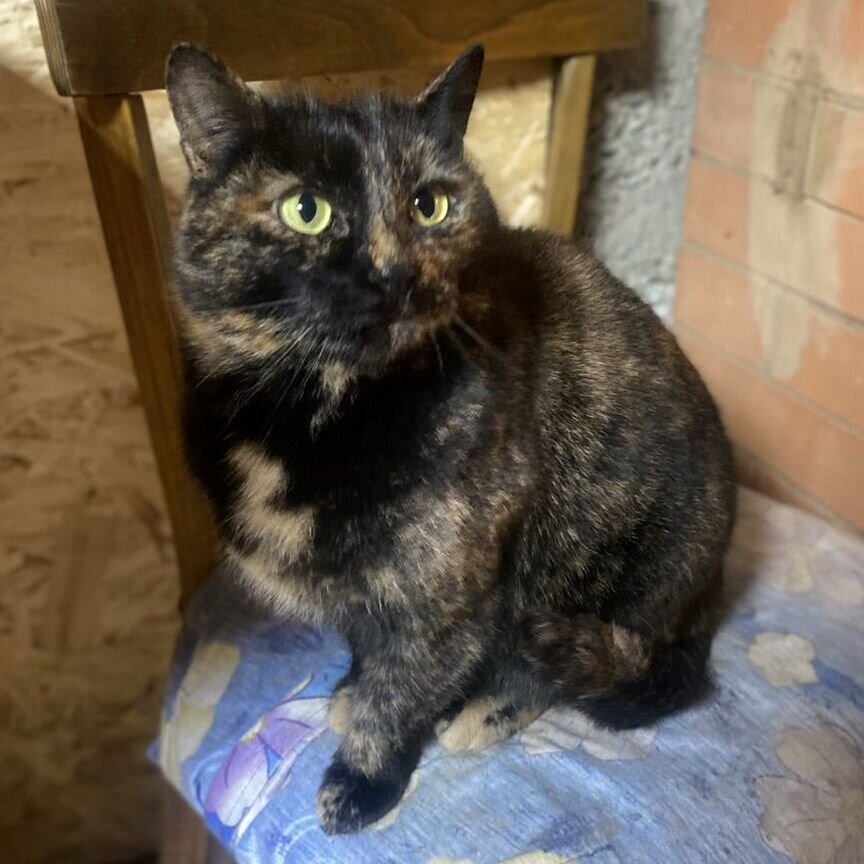 Взрослая, кошка в добрые руки