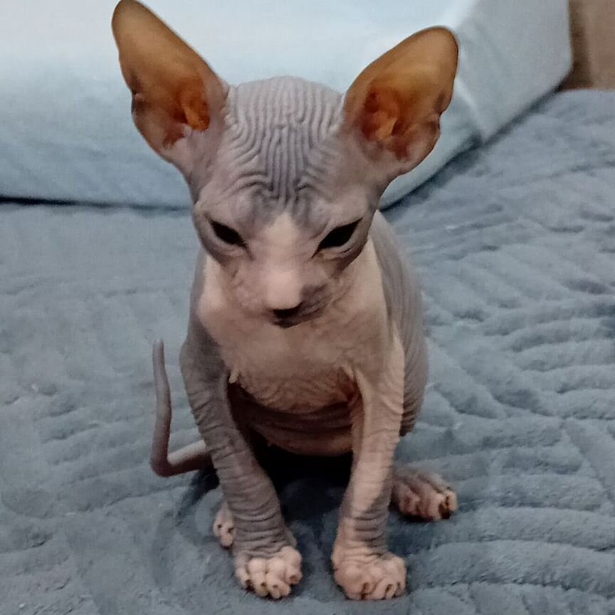 Донской сфинкс котёнок
