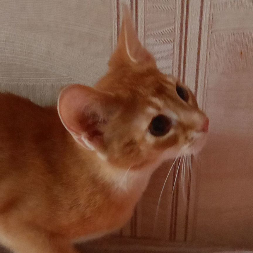 Абиссинская "Соррель"в добрые руки