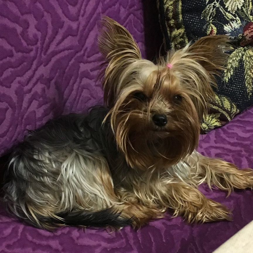 Йоркширский терьер, взрослая собака