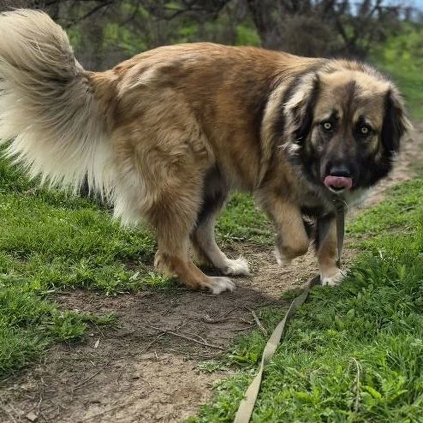 Взрослая собака в добрые руки