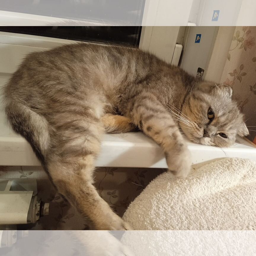 Шотландская вислоухая короткошёрстная, взрослая кошка