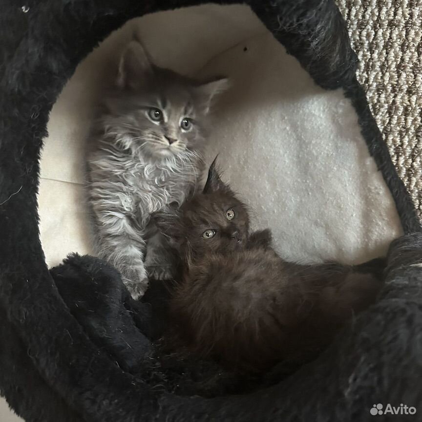 Котята мейн-кун