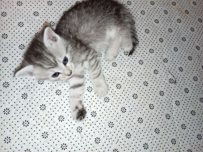 Шотландская